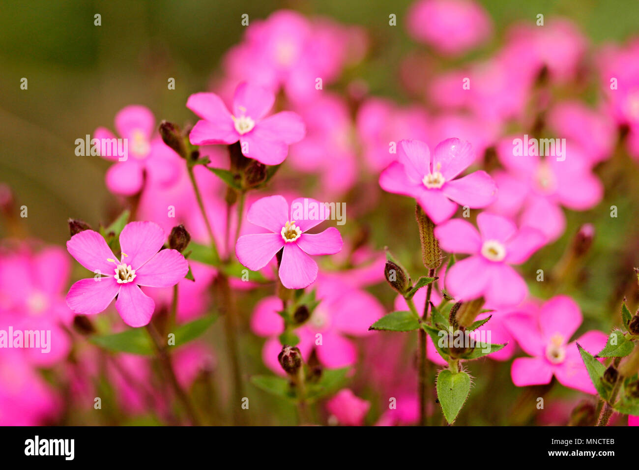 Pretty rockery flowers hi-res stock photography and images - Alamy