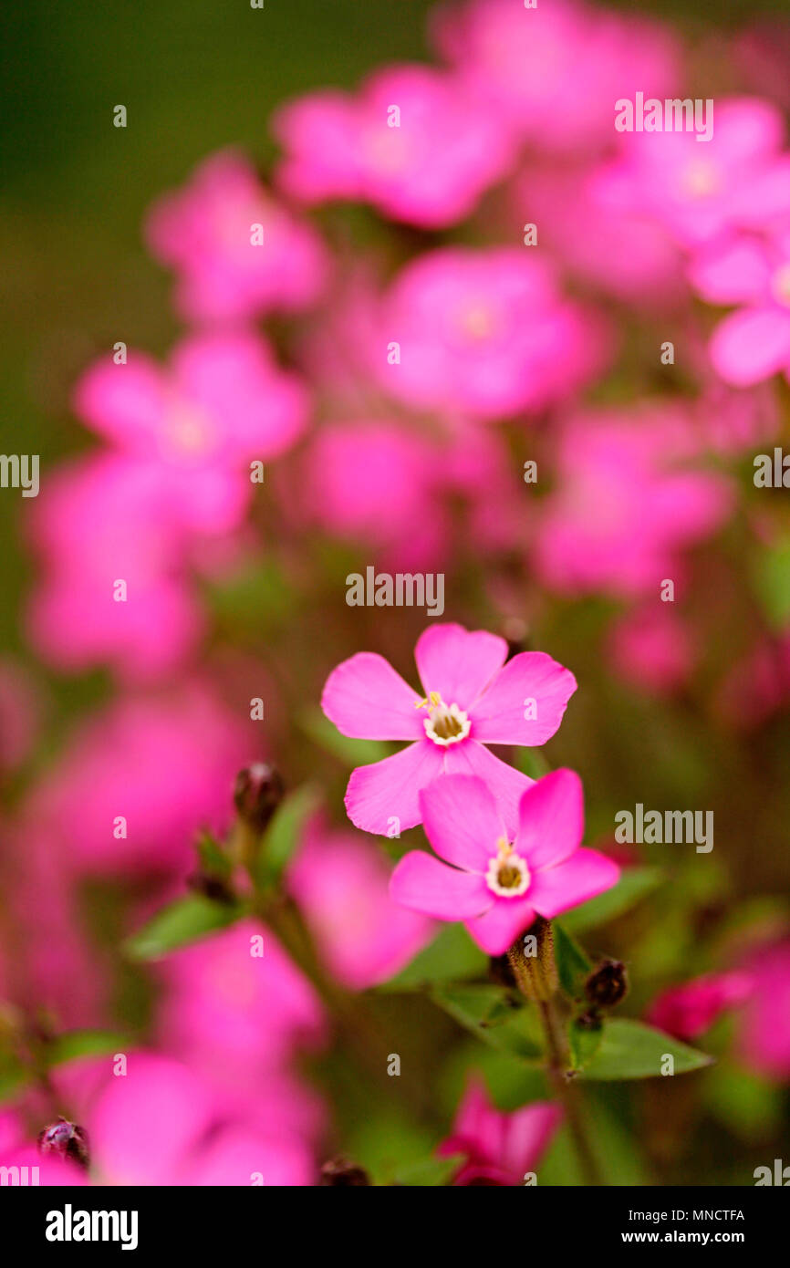 Pretty rockery flowers hi-res stock photography and images - Alamy