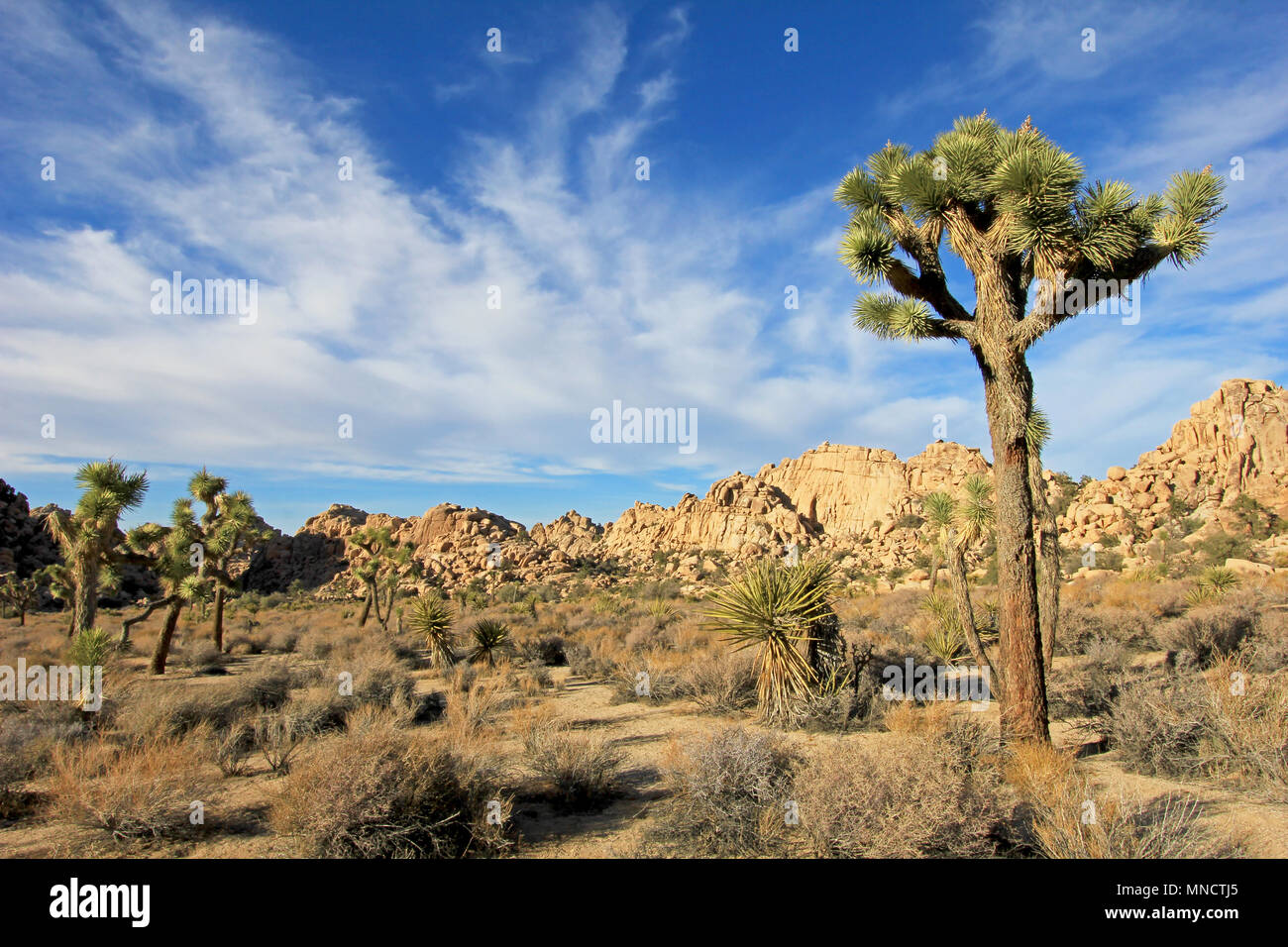 Landscape with joshua trees, Joshua Tree National Park, USA Stock Photo ...
