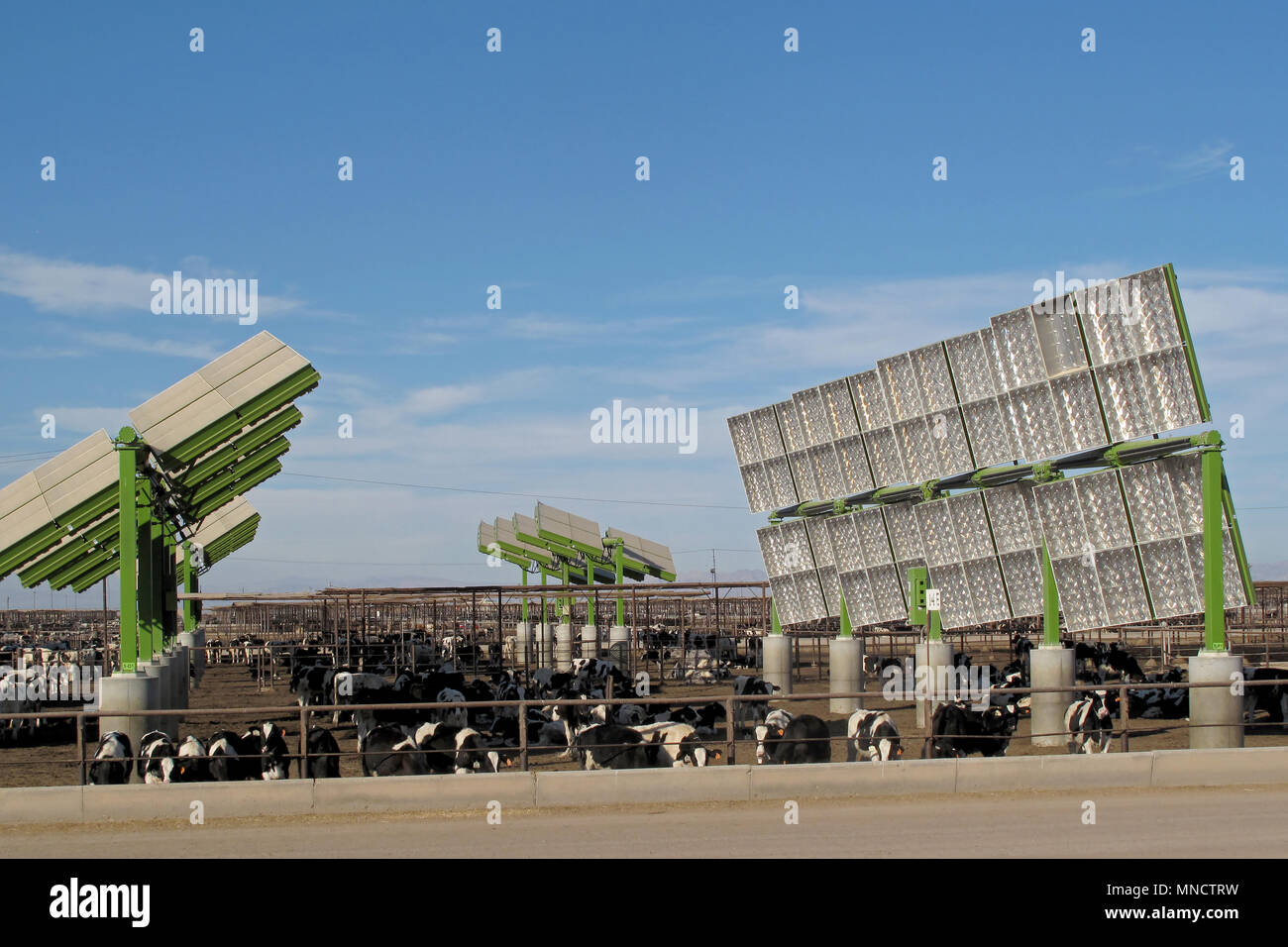 Solar panels are giving shadow to the cows of a mass livestock plant ...