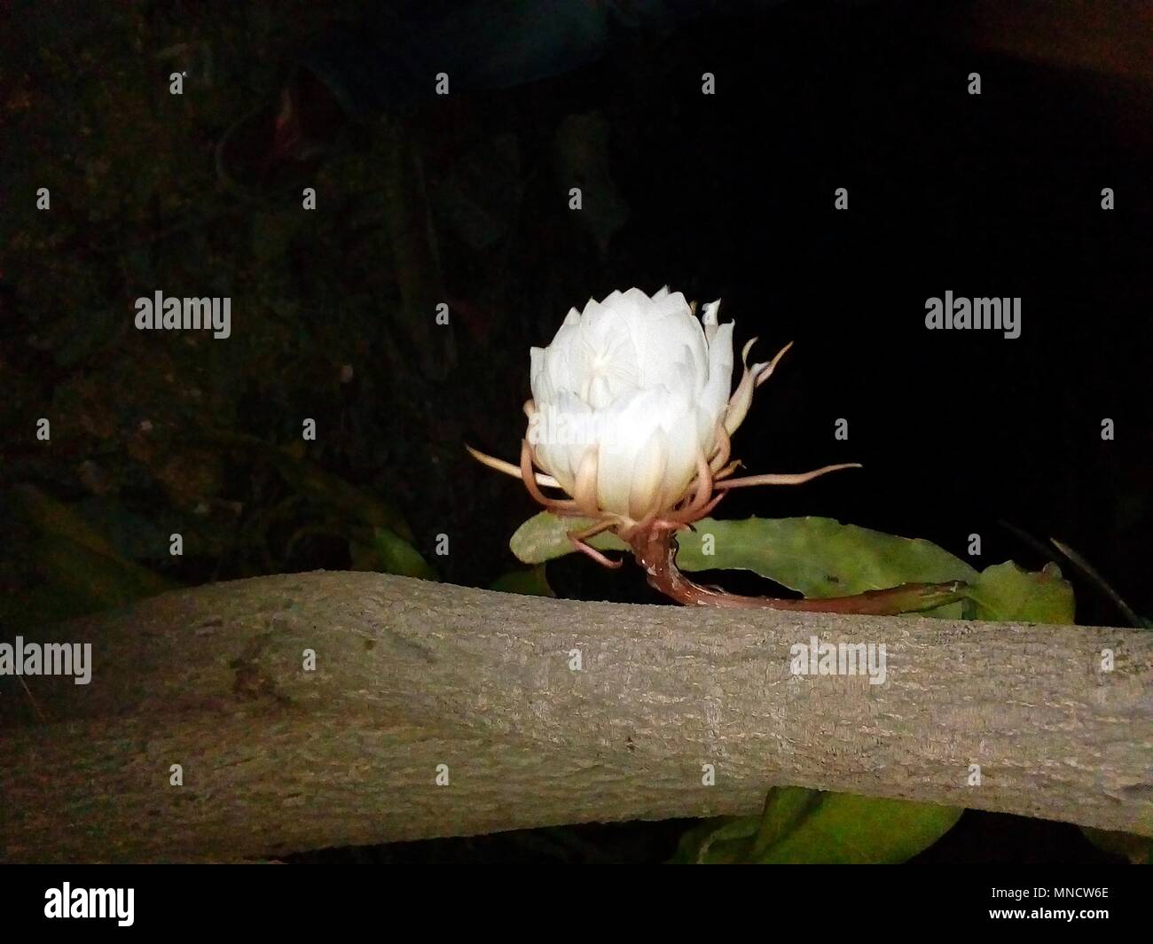 Brahma kamal plant flower hi-res stock photography and images - Alamy