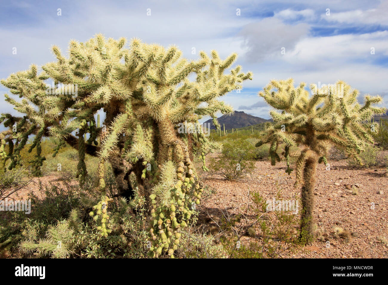 Chain Fruit Cholla cactus in Organ Pipe Cactus National Monument ...
