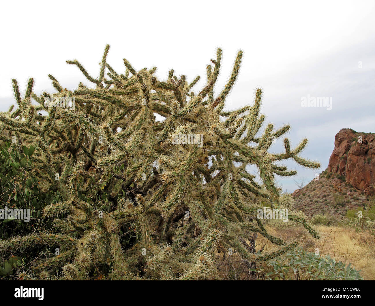 Chain Fruit Cholla cactus in Organ Pipe Cactus National Monument ...