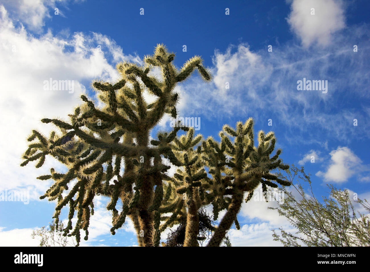 Chain Fruit Cholla cactus in Organ Pipe Cactus National Monument ...