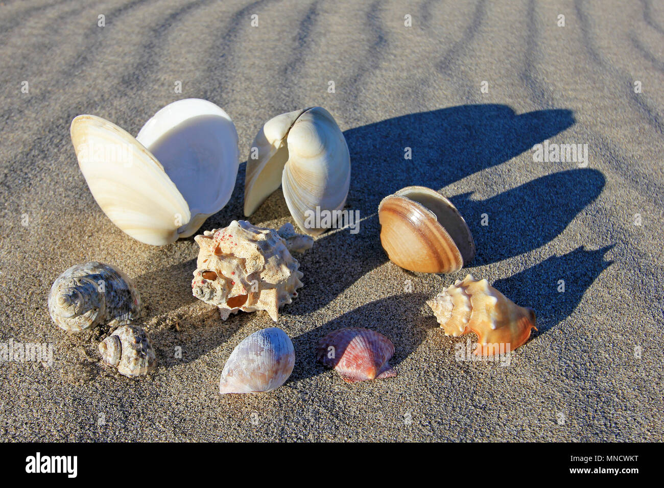 Seashells on the beach of Bahia De Los Angeles, Baja California, Mexico ...