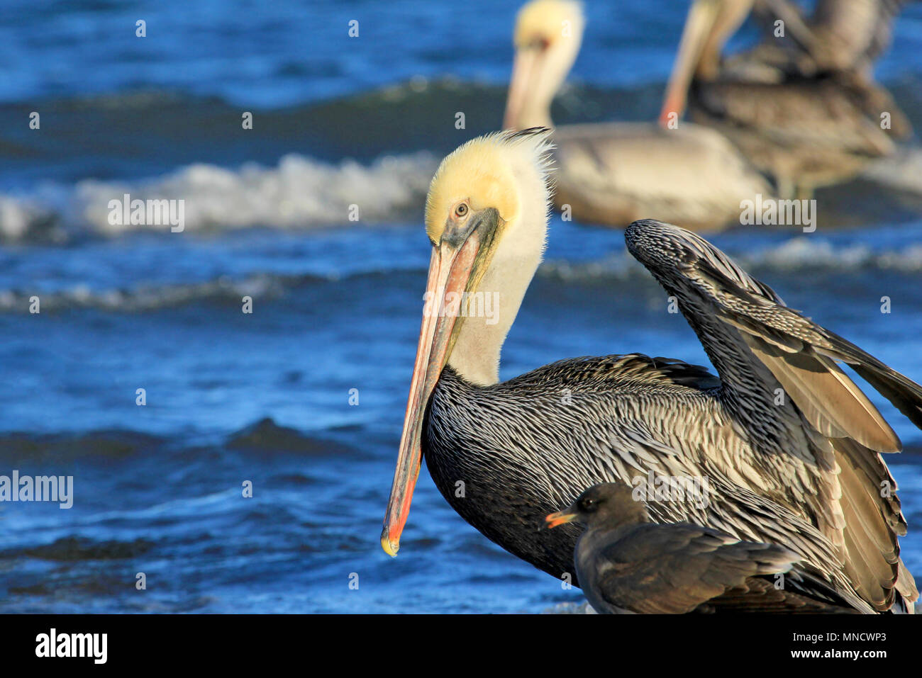 Baja california fauna hi-res stock photography and images - Alamy