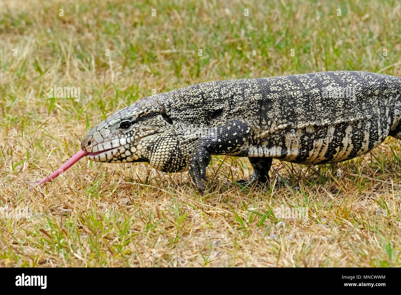 Red tegu hi-res stock photography and images - Alamy