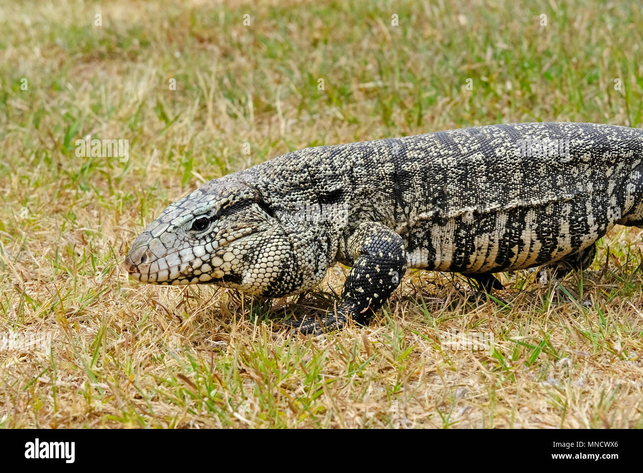 Argentine Tegu Lizard Tupinambis Merianae High Resolution Stock ...