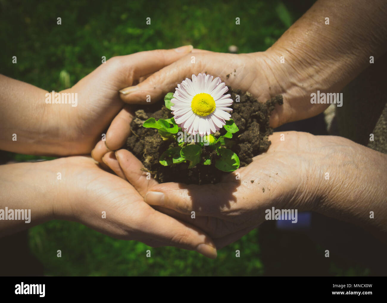 Two hands holding together young flower outdoors. Top view Stock Photo ...