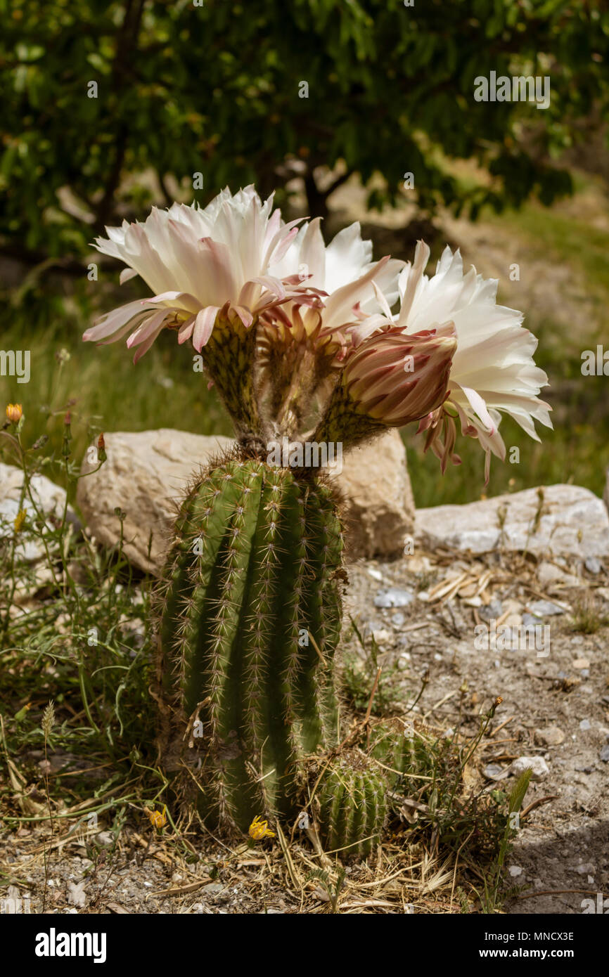 Golden torch cactus hi-res stock photography and images - Alamy
