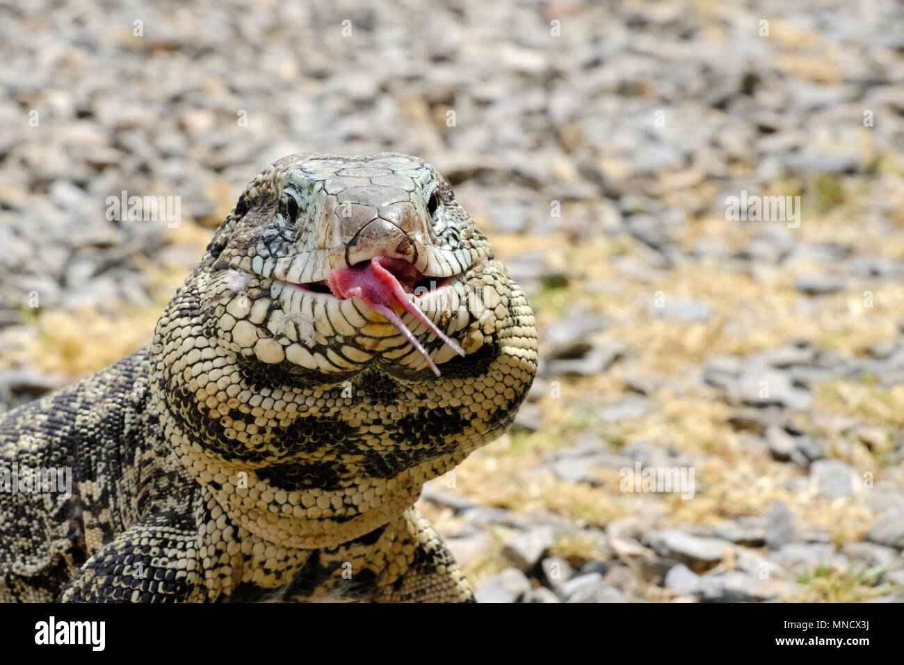 Argentine Tegu Lizard Tupinambis Merianae High Resolution Stock ...