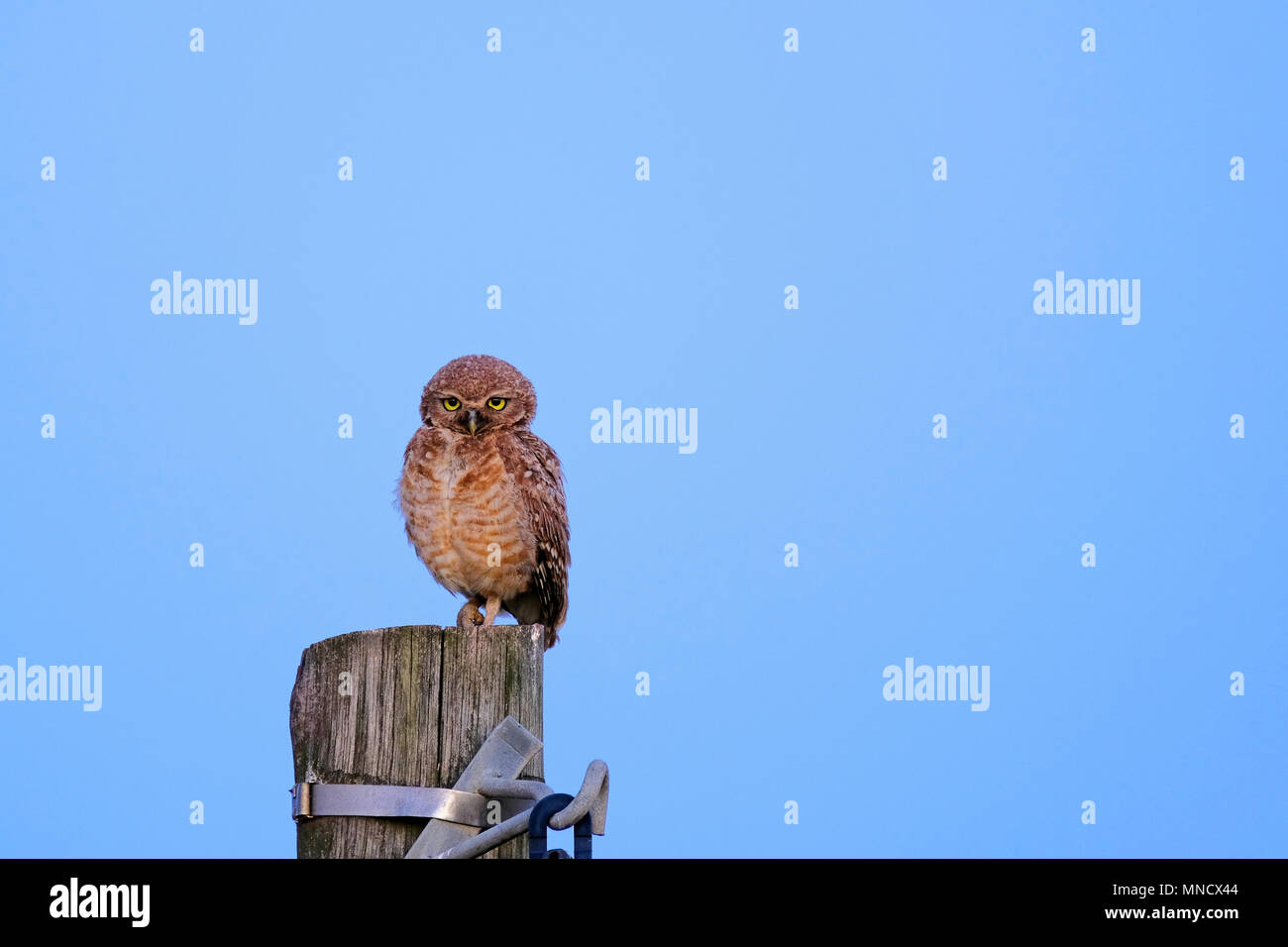 Little owl on a pole hi-res stock photography and images - Alamy