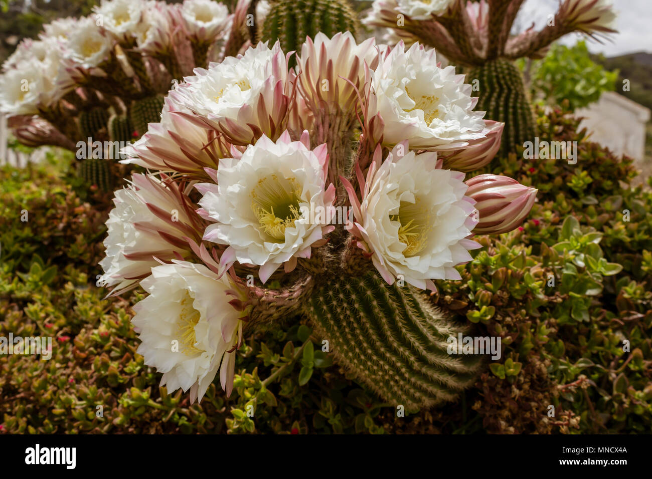 Trichocereus spachianus, Torch Cactus Flower Stock Photo - Alamy
