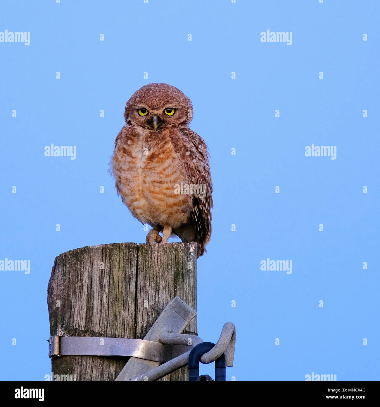 Little owl on a pole hi-res stock photography and images - Alamy