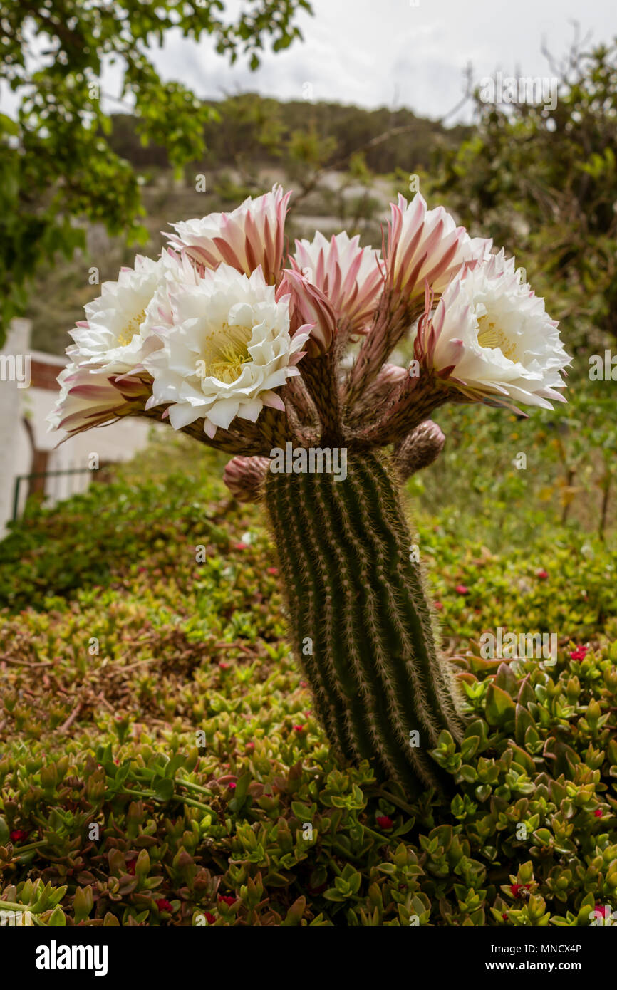 Torch cactus hi-res stock photography and images - Alamy