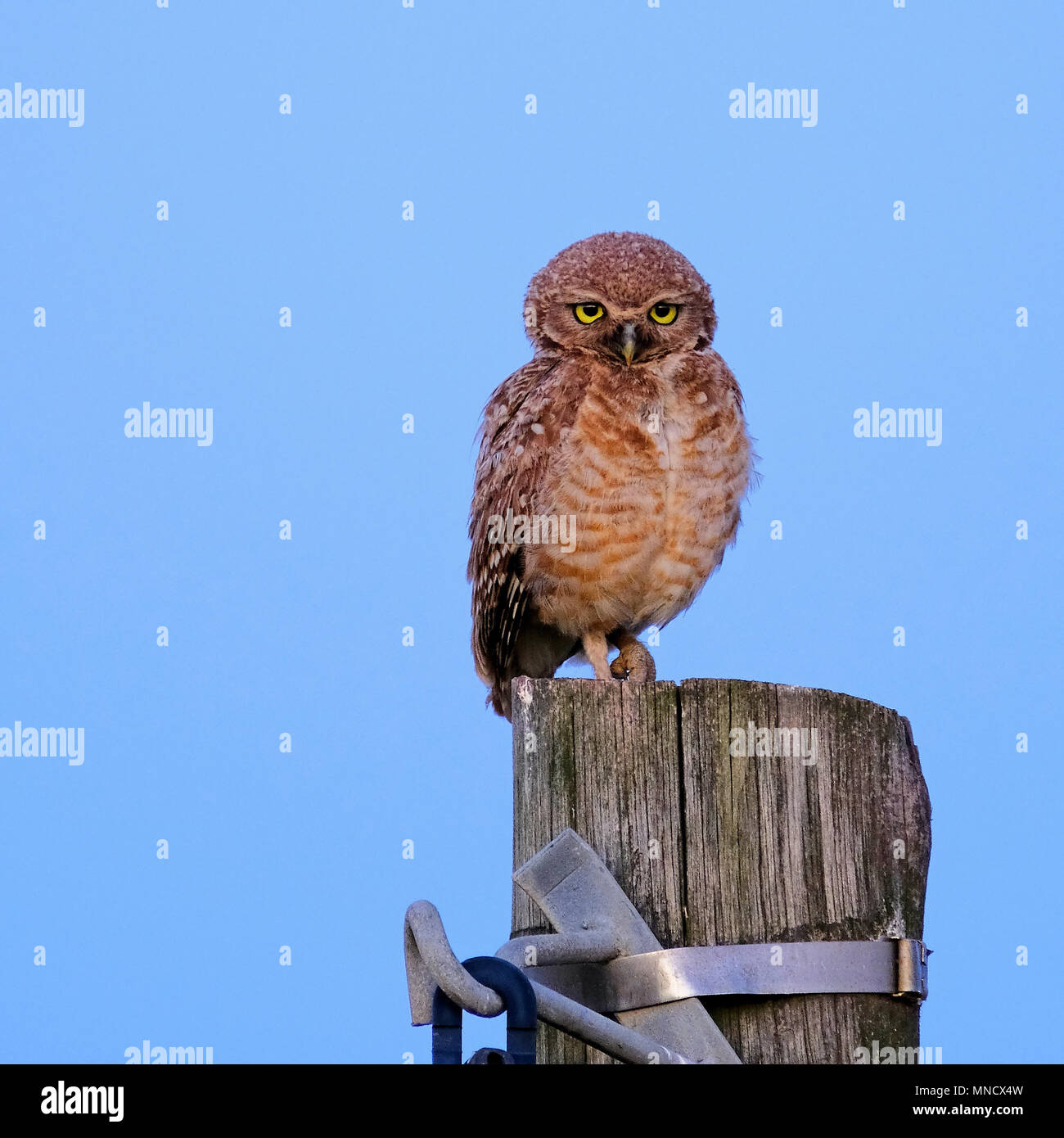 Little owl on a pole hi-res stock photography and images - Alamy