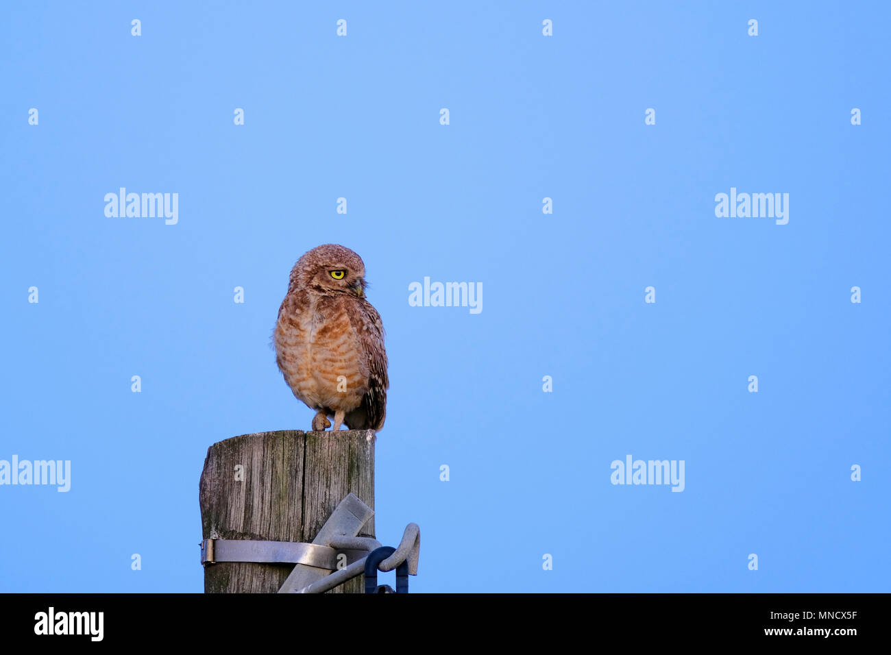 Little owl on a pole hi-res stock photography and images - Alamy