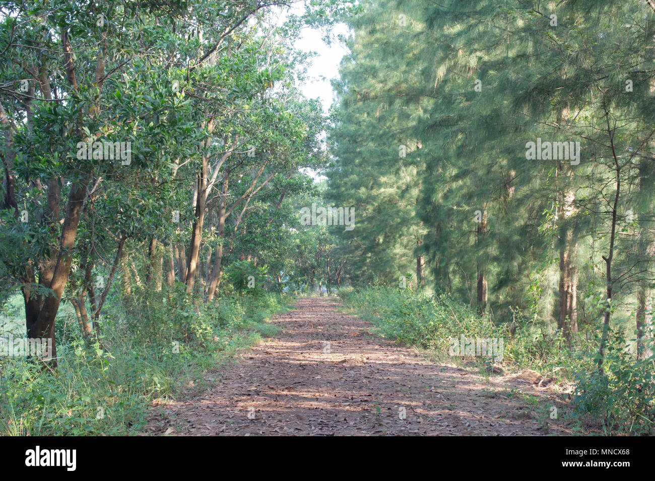 Walkway Lane Path With Green Trees in Forest. Beautiful Alley In Park ...
