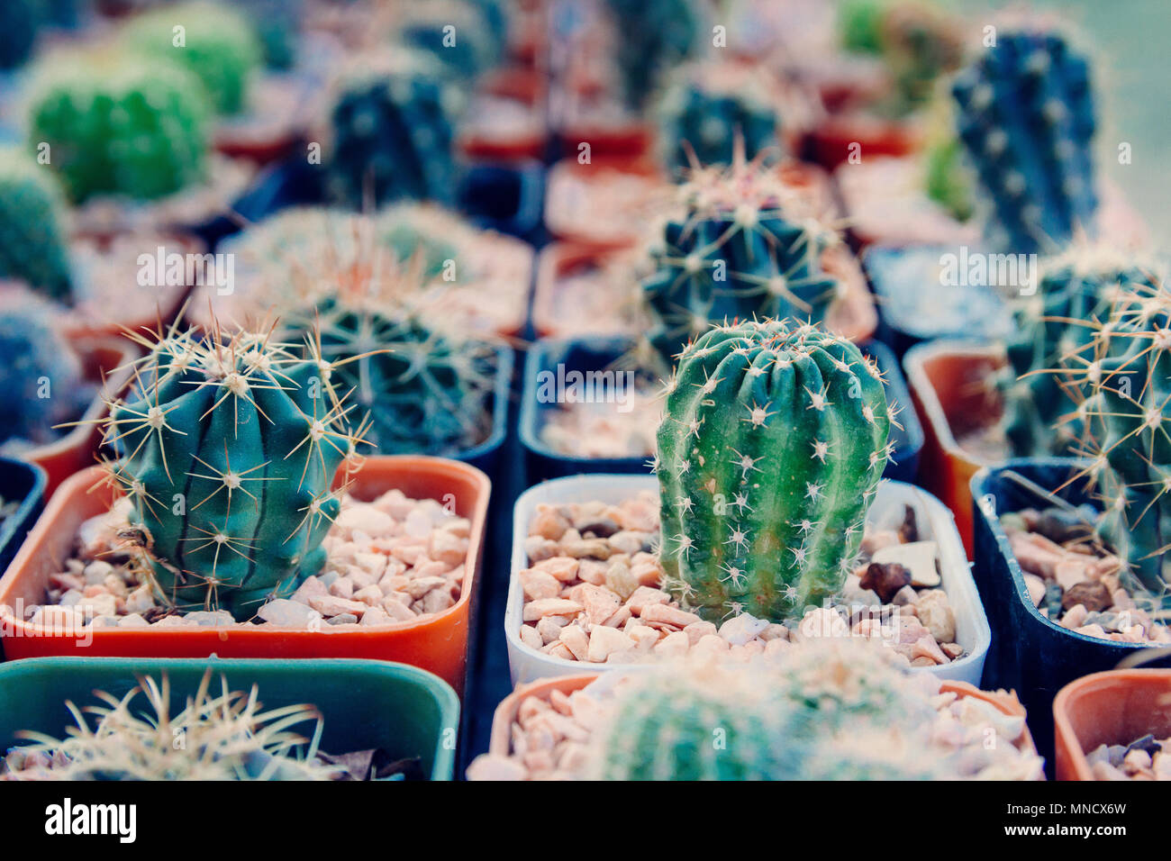 closeup small cactus plant in flower pots Stock Photo - Alamy