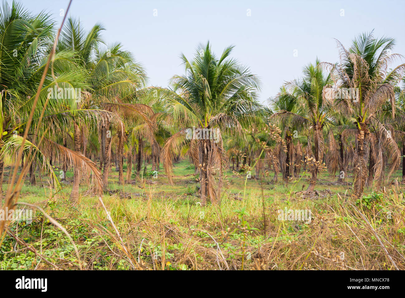 landscape of coconut palm plantation in tropical country Stock Photo ...