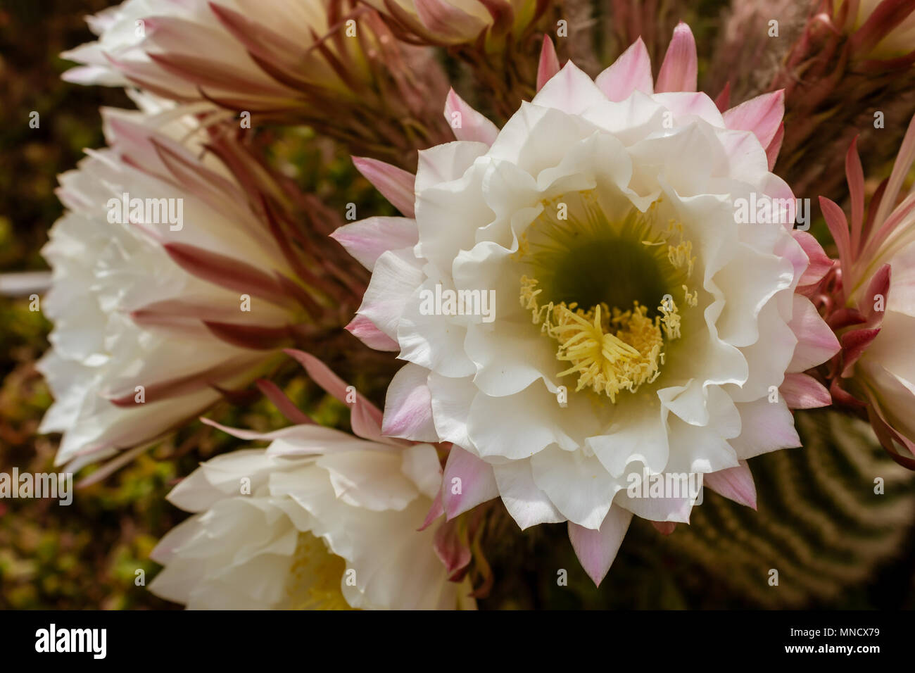 Torch cactus flower hi-res stock photography and images - Alamy