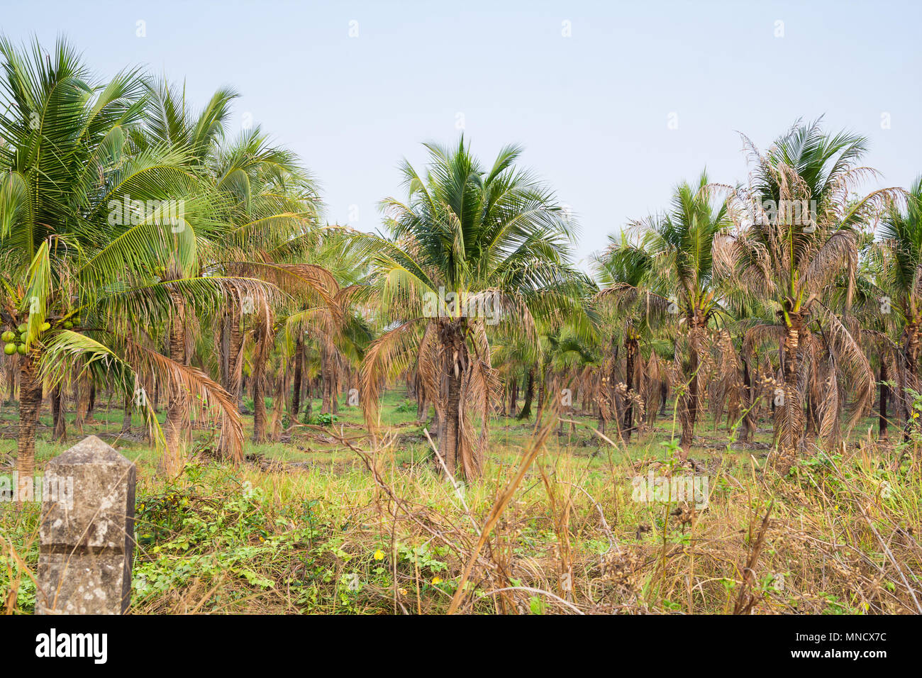 landscape of coconut palm plantation in tropical country Stock Photo ...