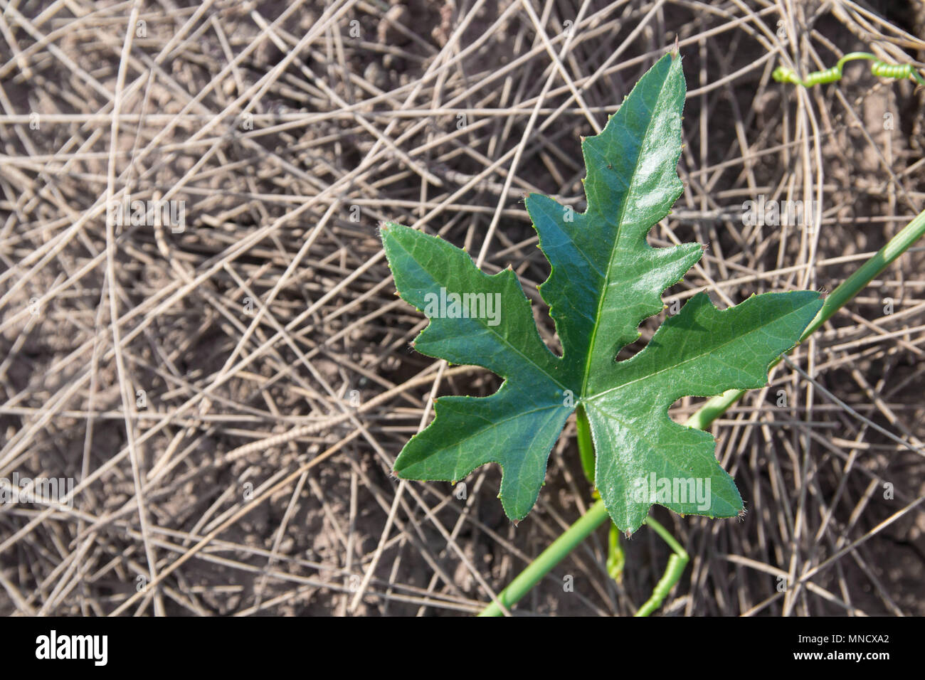 Saturation of soil hi-res stock photography and images - Alamy