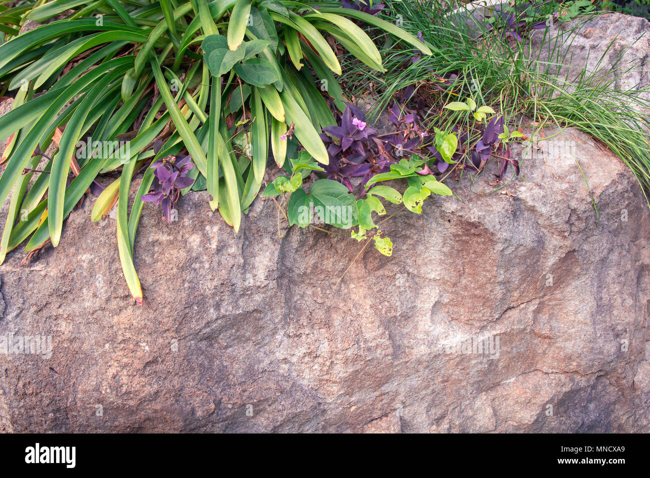 Nature green flower on stone background in garden Stock Photo - Alamy