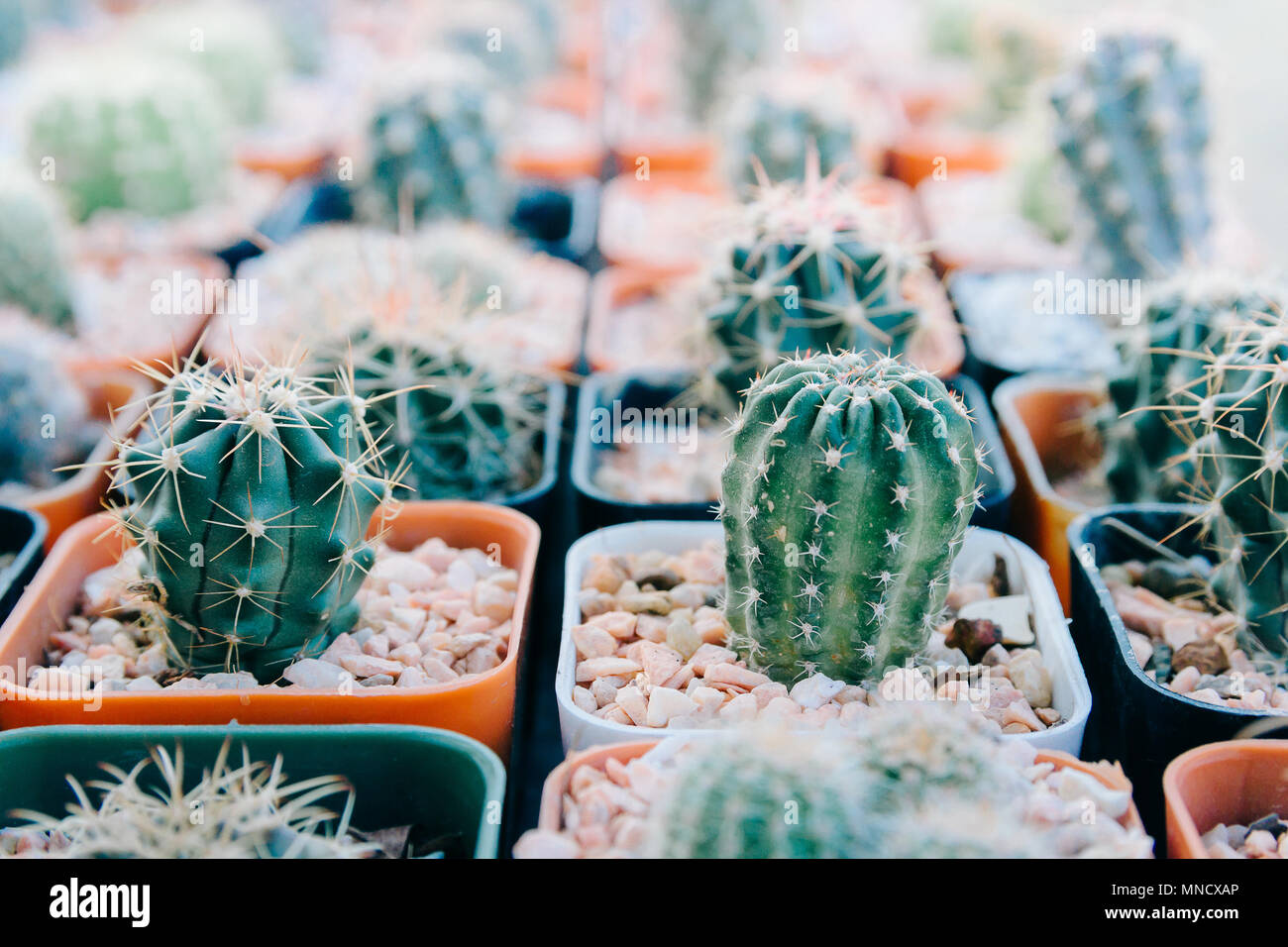 closeup small cactus plant in flower pots Stock Photo - Alamy
