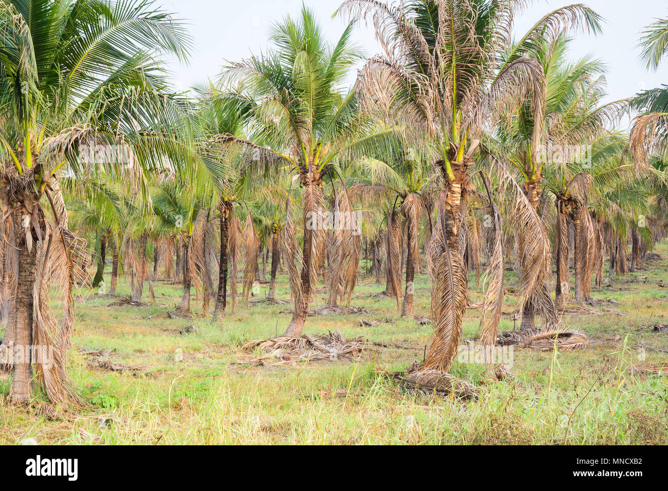 landscape of coconut palm plantation in tropical country Stock Photo ...