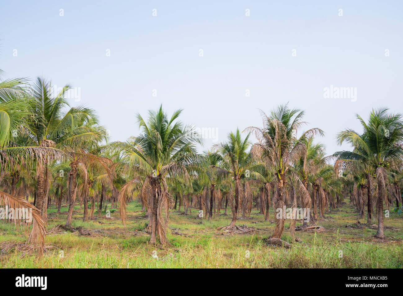 landscape of coconut palm plantation in tropical country Stock Photo ...