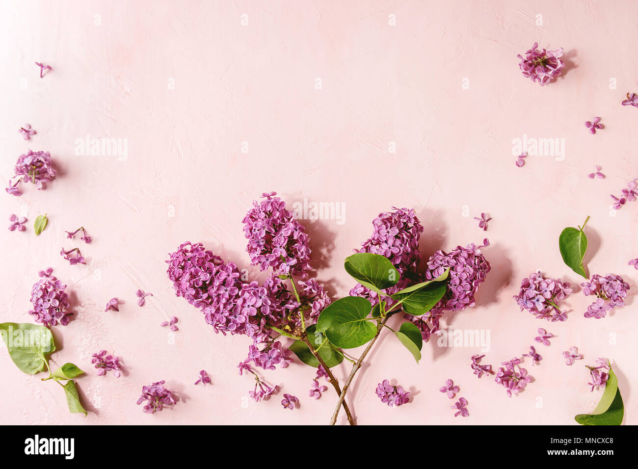Pink lilac tree hi-res stock photography and images - Alamy