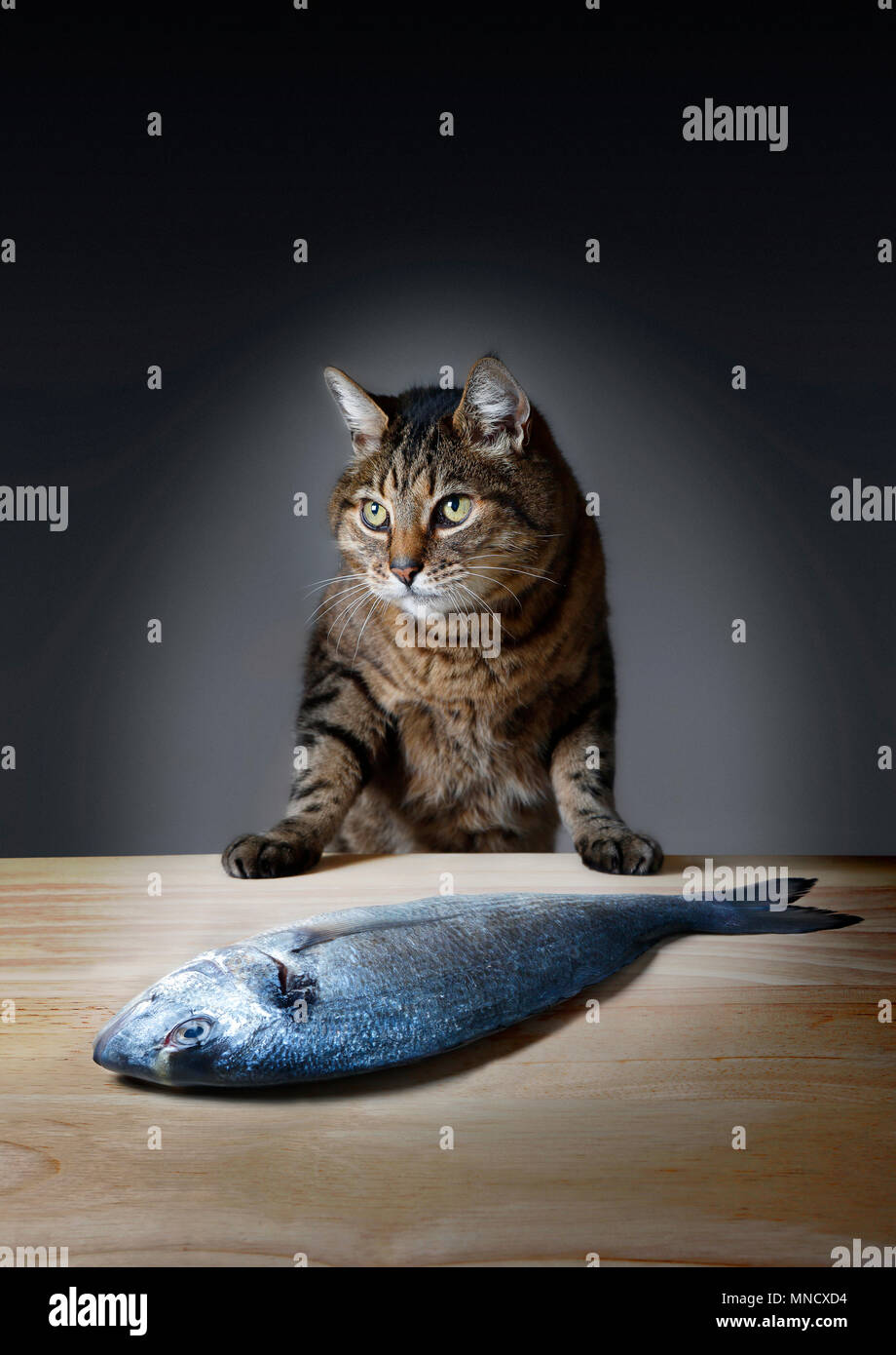 Cat stealing a fresh fish from the table. Tortoiseshell Tom Cat looking ...