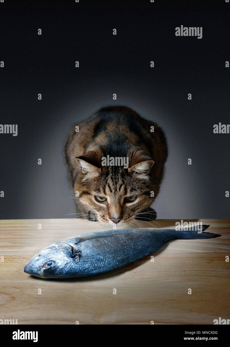 Creeping thief hi-res stock photography and images - Alamy