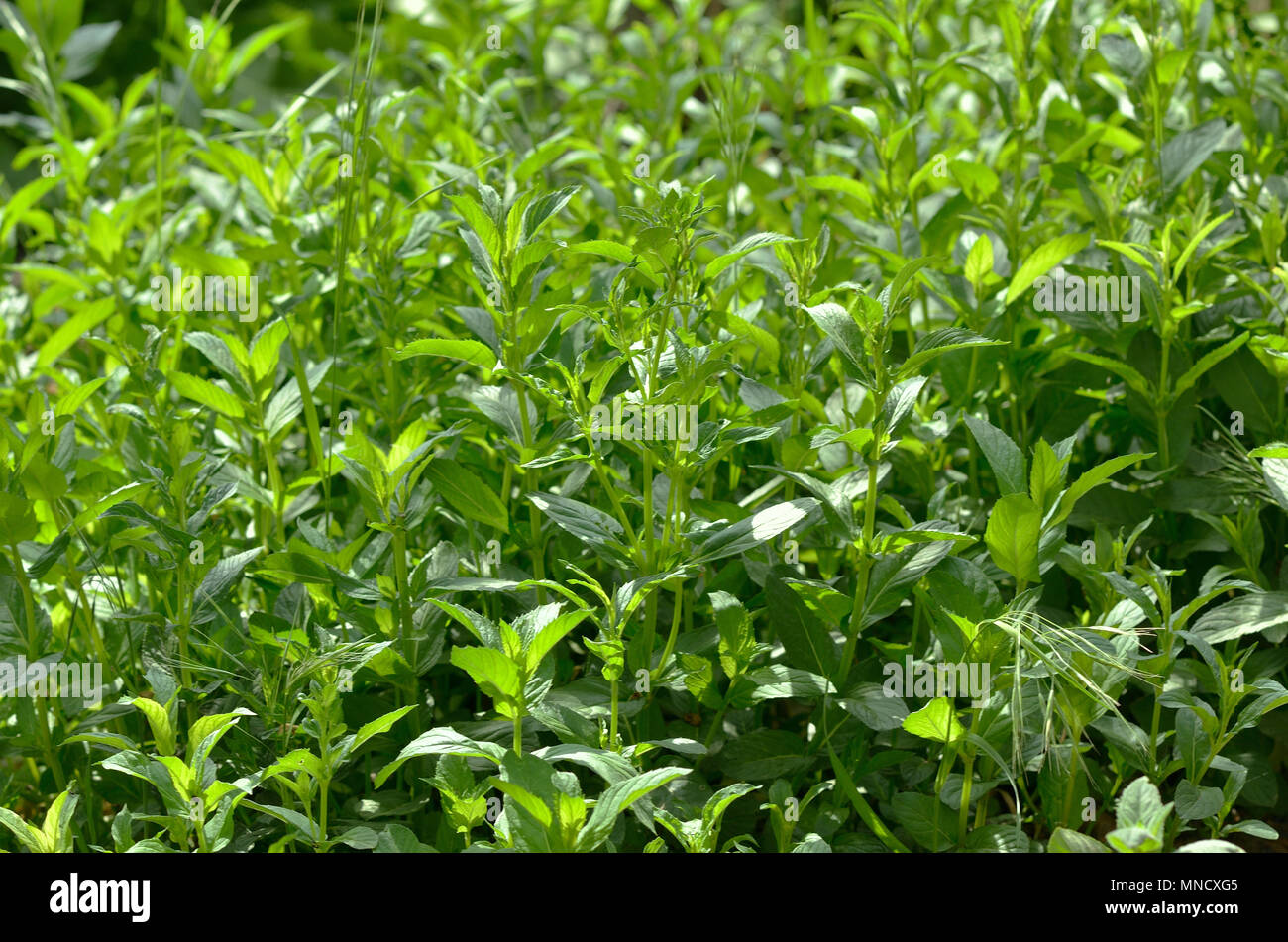 Natural background of bright green mint sprouts. Texture and wallpaper ...