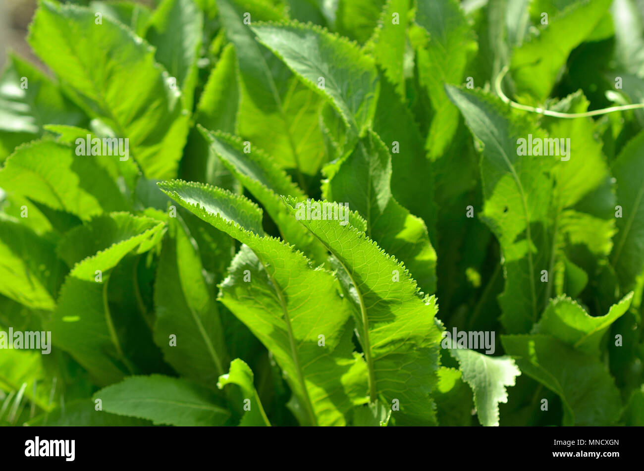 Green leaves texture background macro, lots of large leaves Stock Photo ...