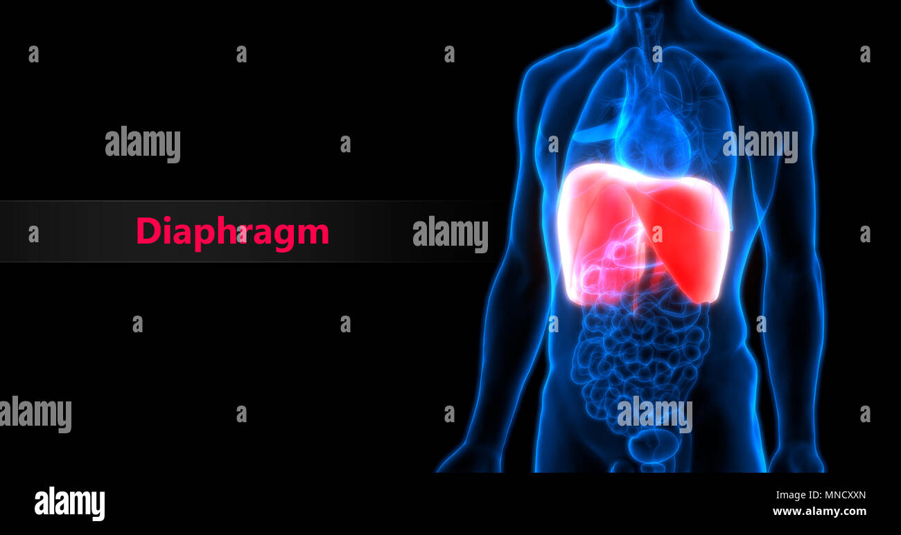 Human Body Organs Diaphragm Anatomy Stock Photo - Alamy
