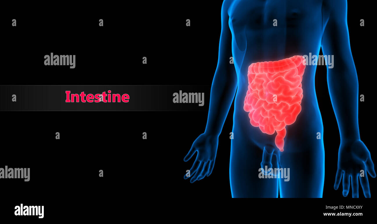 Human Digestive System Large and Small Intestine Anatomy Stock Photo ...