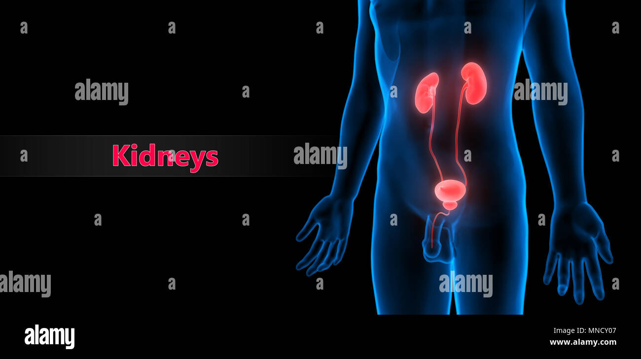 Human Urinary System Kidneys with Urinary Bladder Anatomy Stock Photo ...