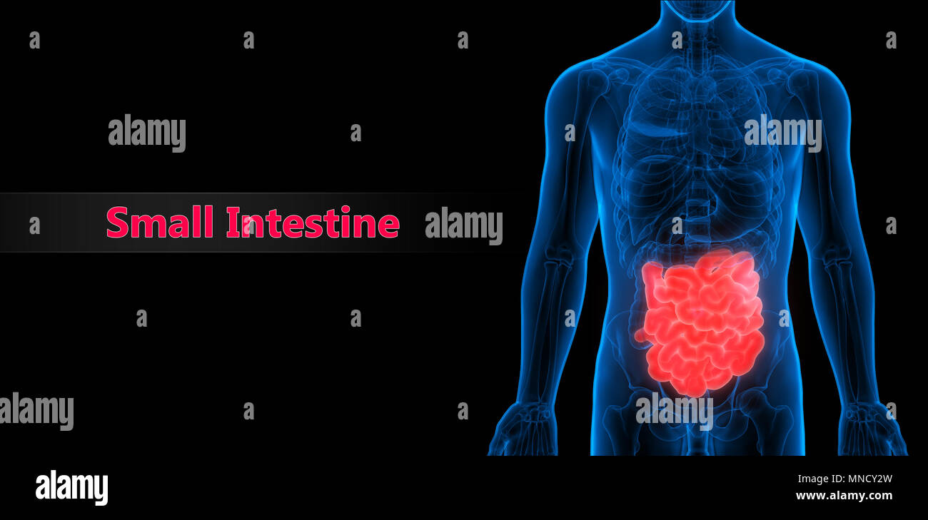 Human Digestive System Small Intestine Anatomy Stock Photo - Alamy