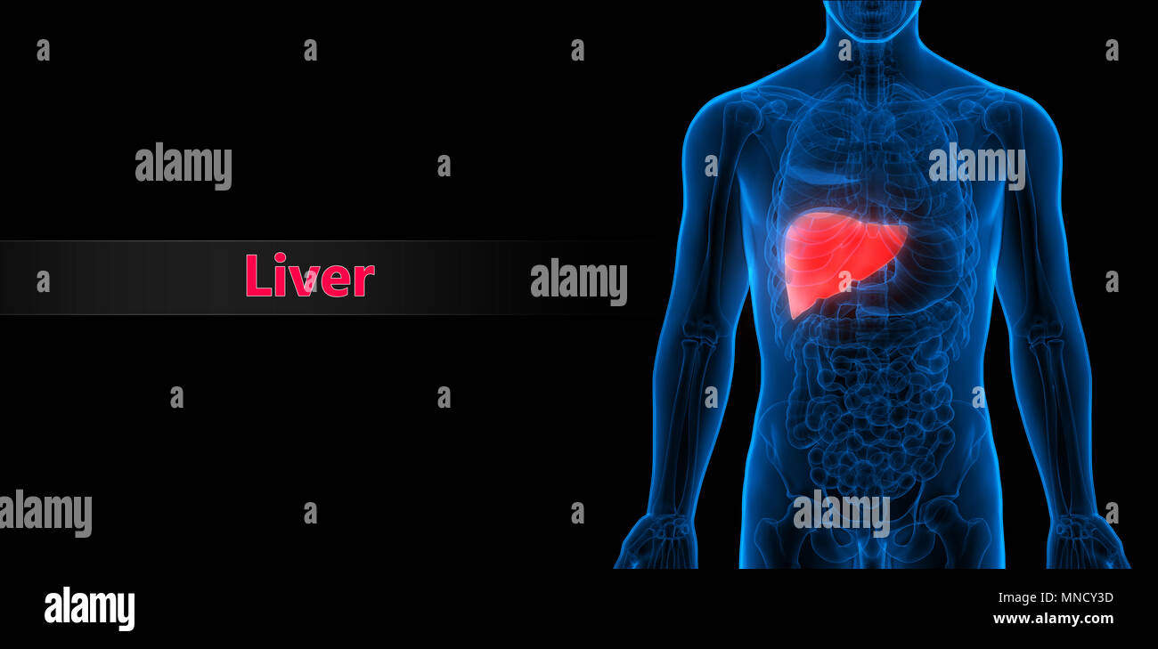 Human Digestive System Liver Anatomy Stock Photo - Alamy