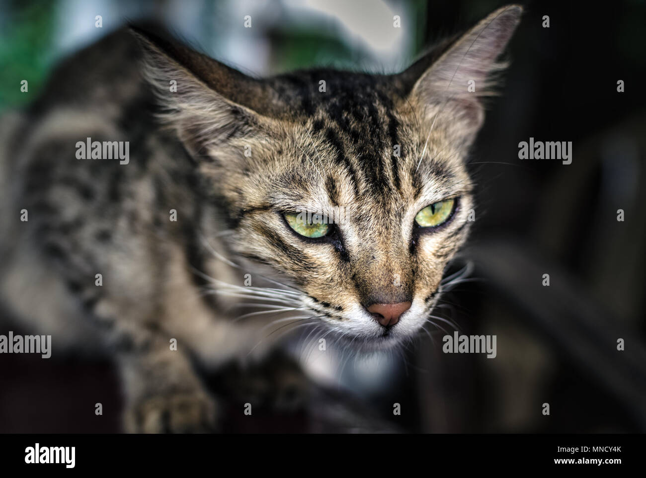 Fierce cat hi-res stock photography and images - Alamy