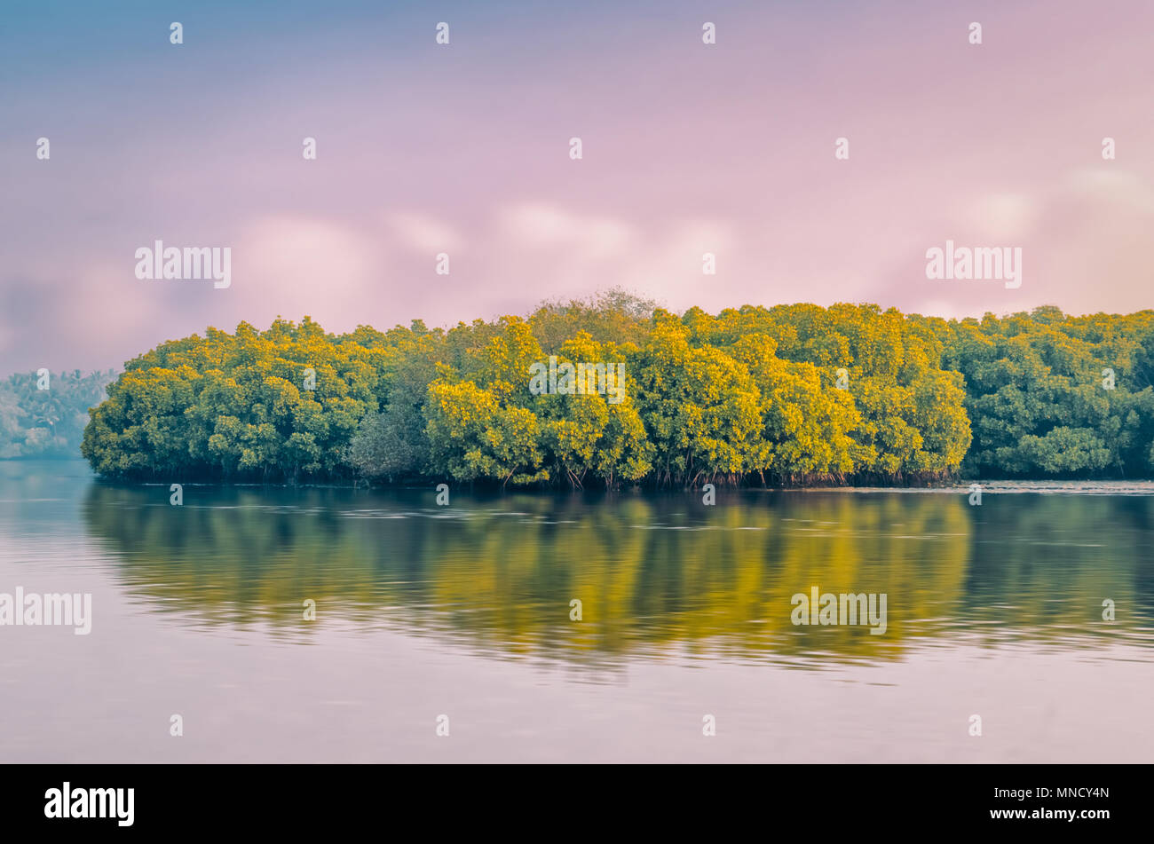 Beautiful Mangrove trees Stock Photo - Alamy