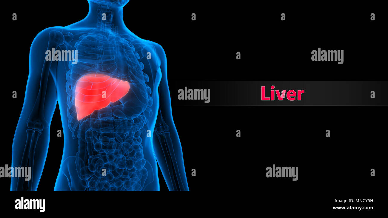 Human Digestive System Liver Anatomy Stock Photo - Alamy