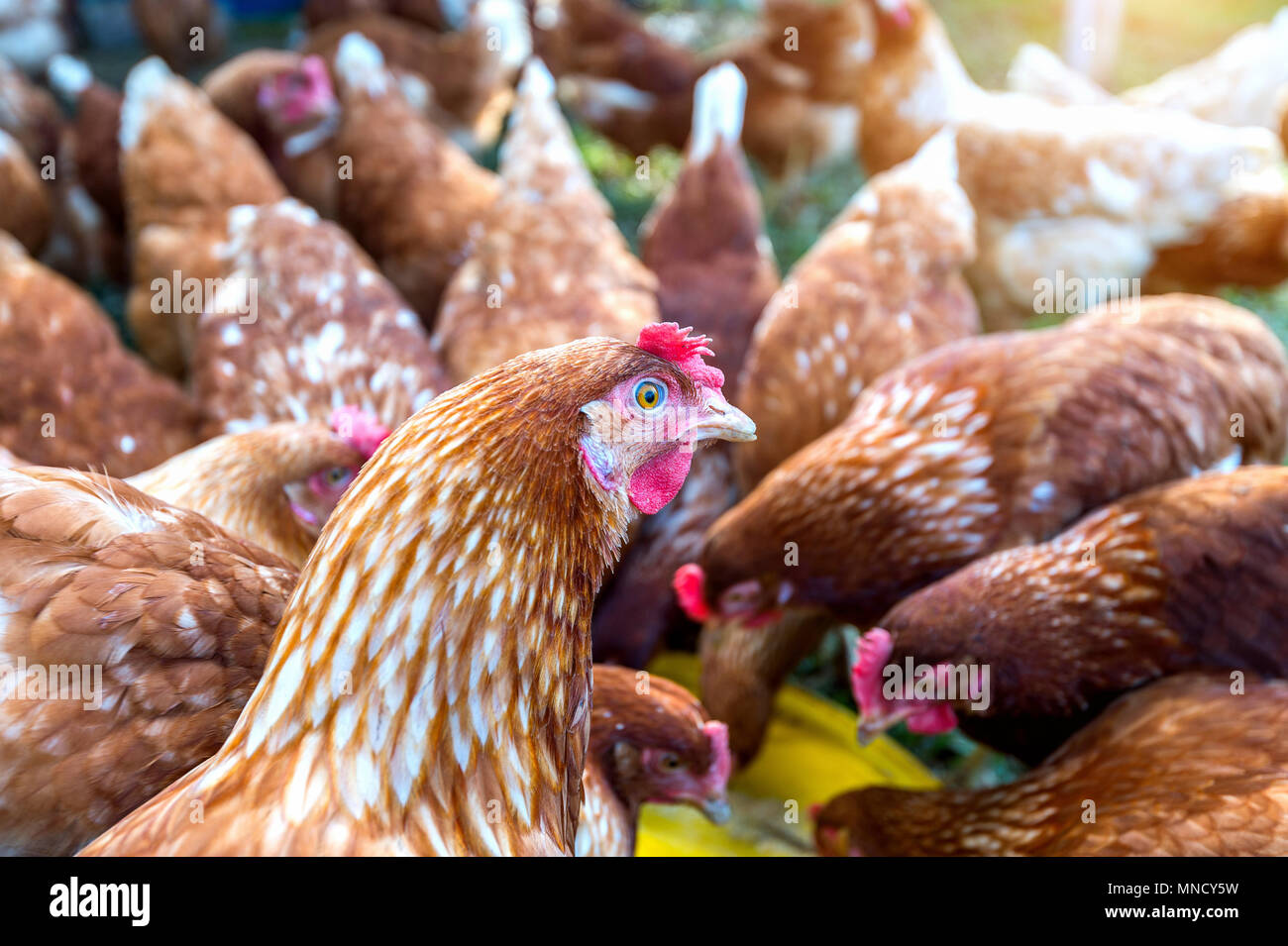 flock of chickens eating food Stock Photo - Alamy