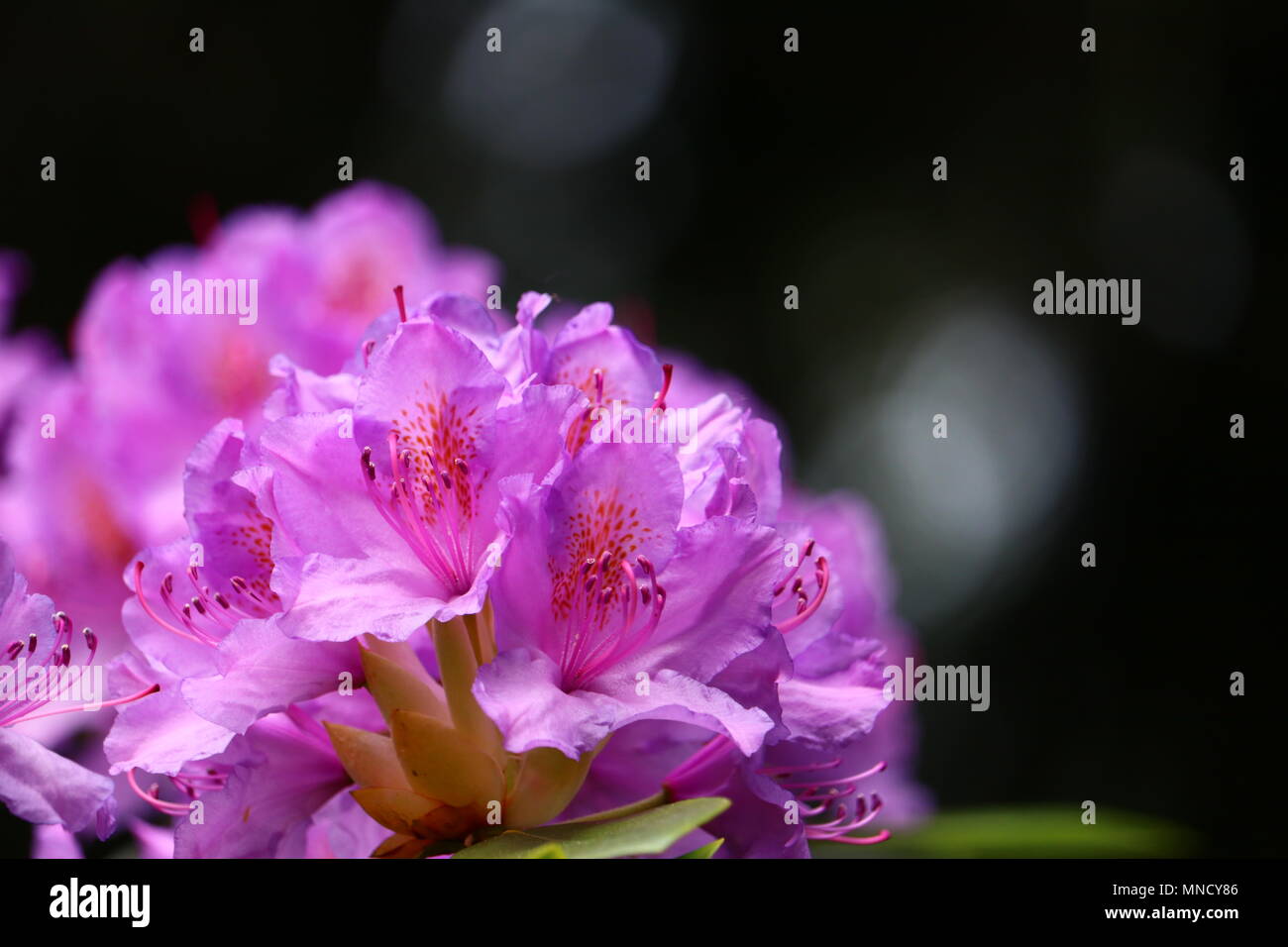 Lavender rhododendron hi-res stock photography and images - Alamy