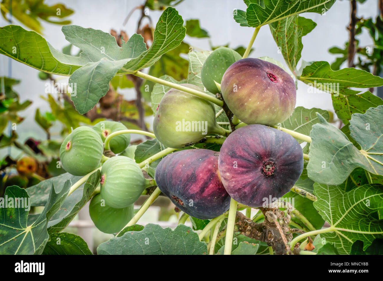 Fresh Figs fruit hanging on the branch of tree Stock Photo - Alamy