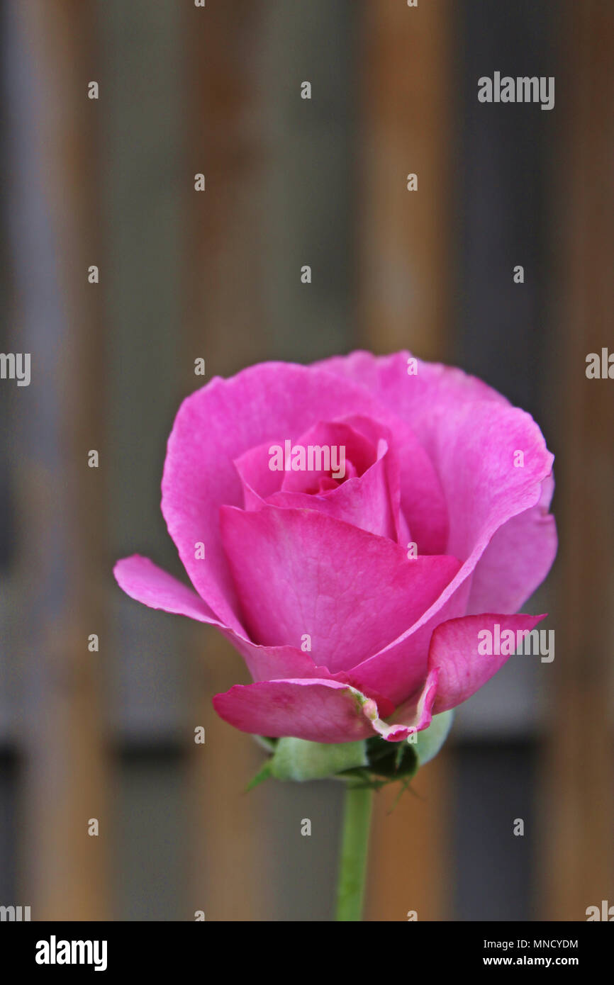 Parker rose garden hi-res stock photography and images - Alamy