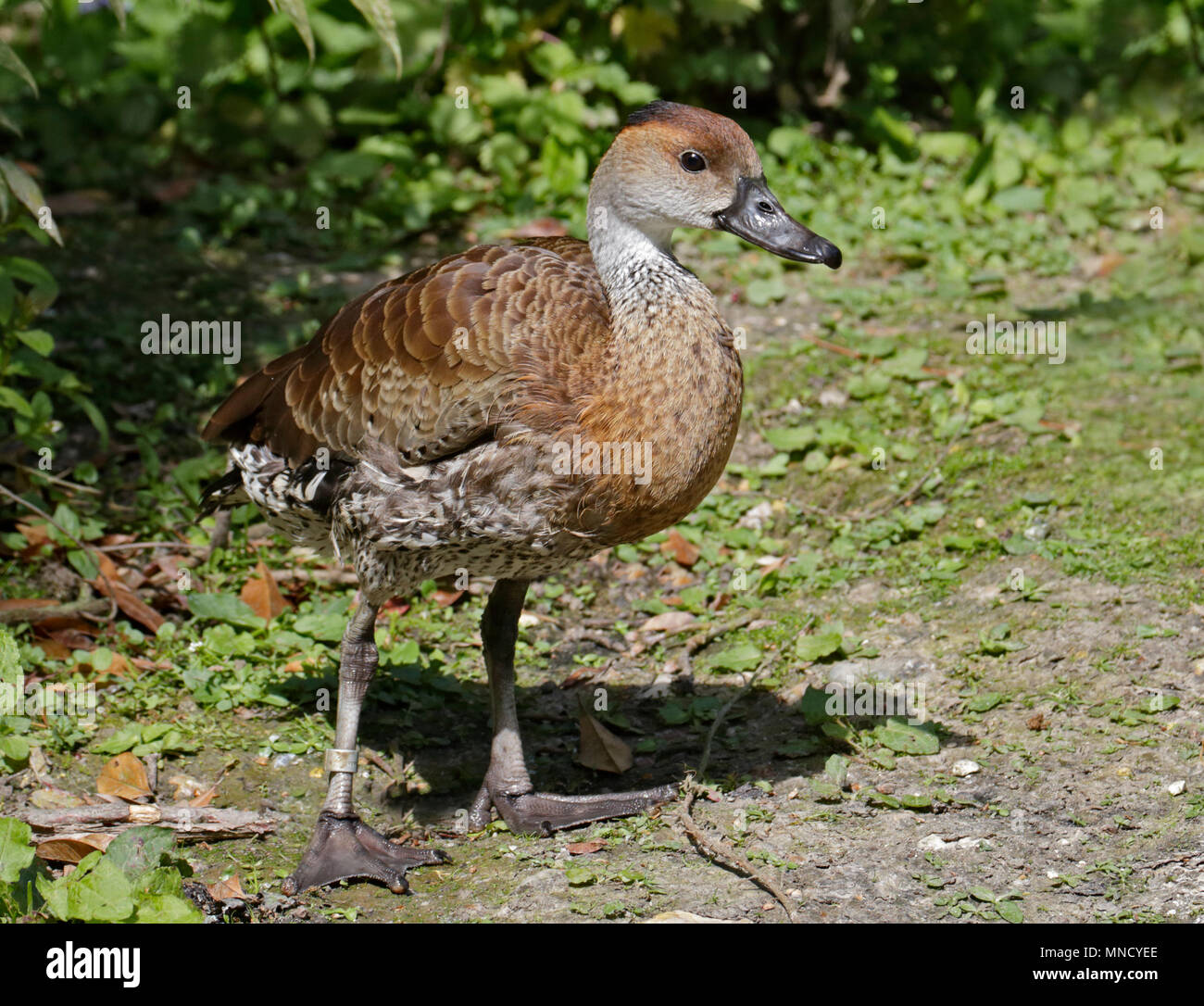 Cuban Whistling Duck (dendrocygna arborea Stock Photo - Alamy