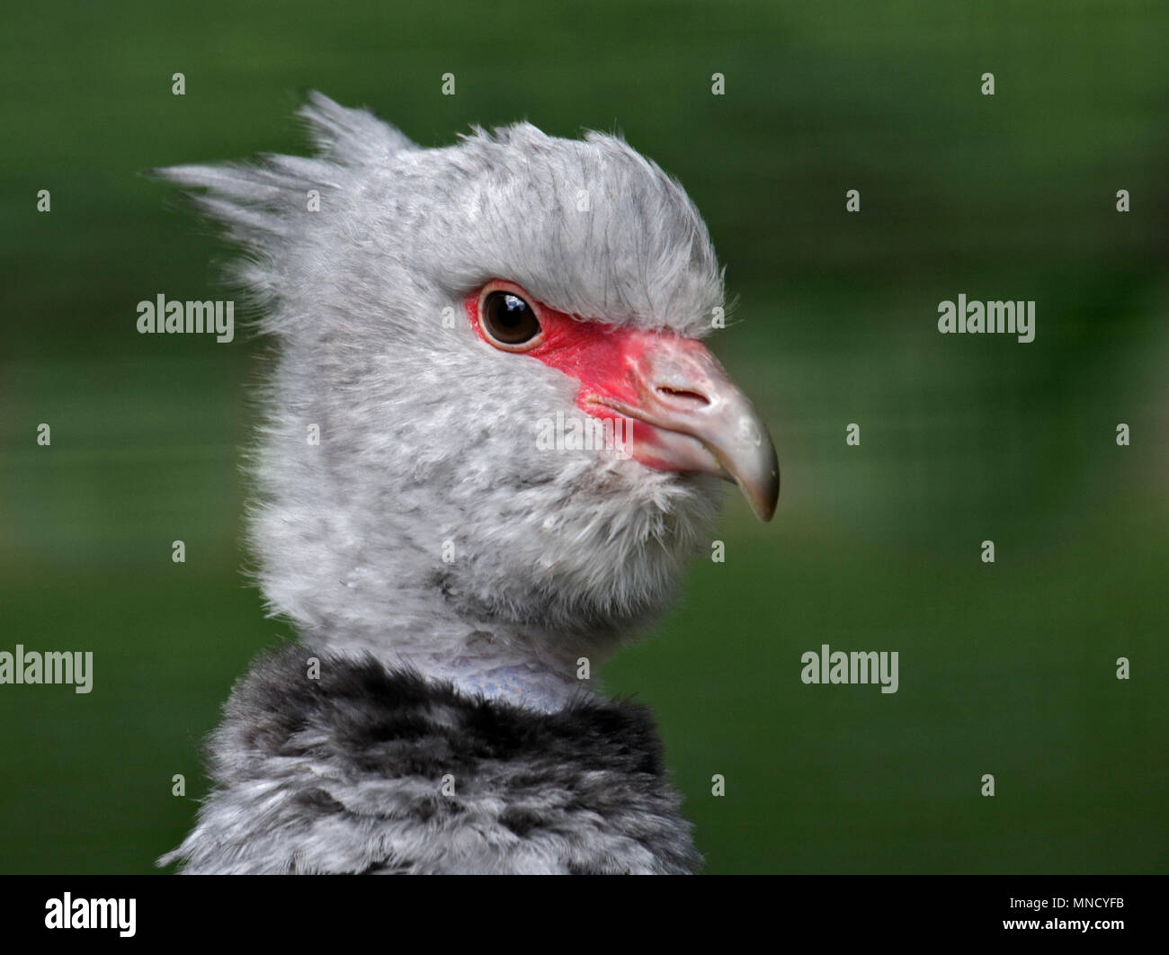 Crested screamer hi-res stock photography and images - Alamy